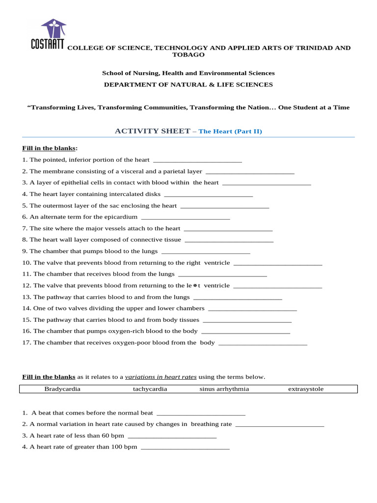 Activity Sheet The Heart, (Part II) | PDF