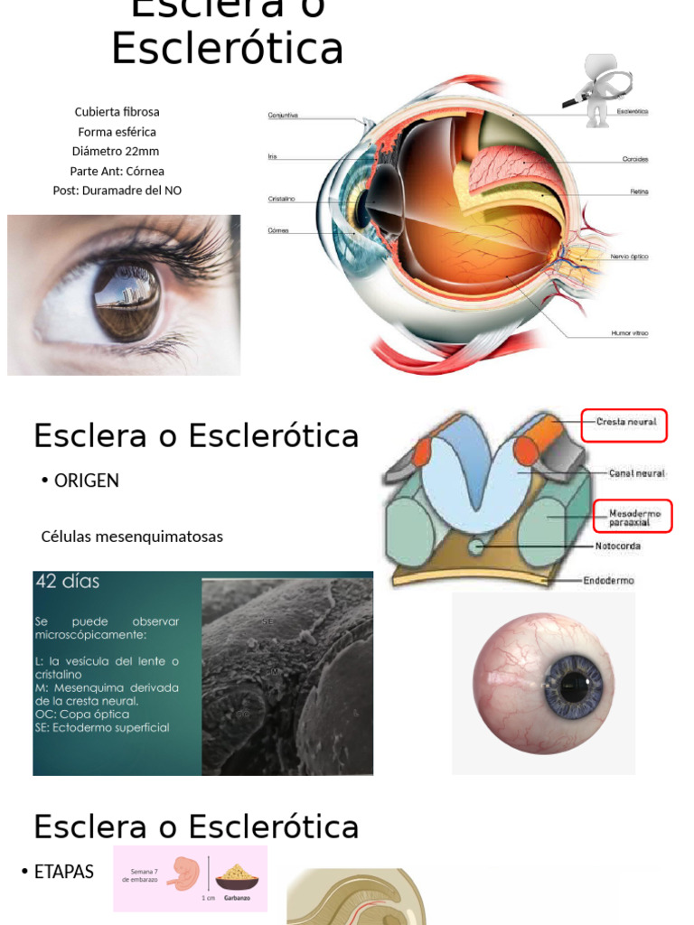 Esclera o Esclerótica MZ LISTO | PDF