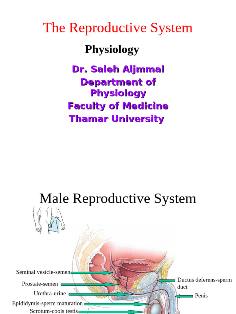 Sexual Reproductive System | PDF