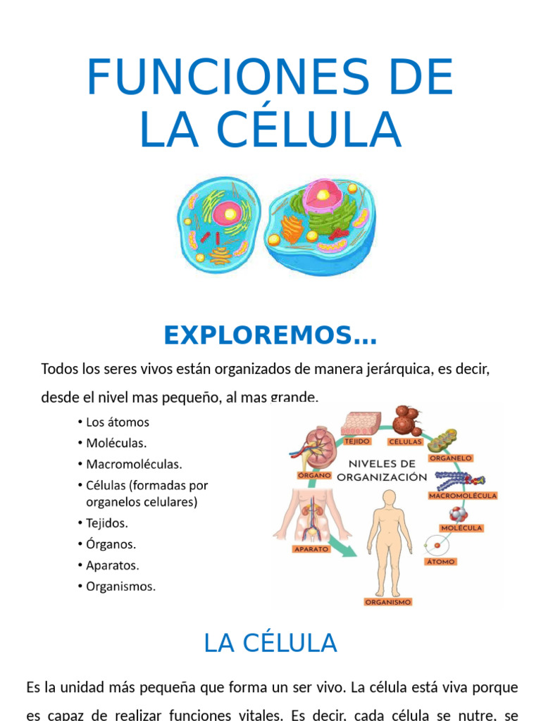 FUNCIONES DE LA CELULA | PDF
