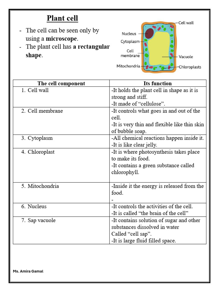 plant cell and animal cell | PDF