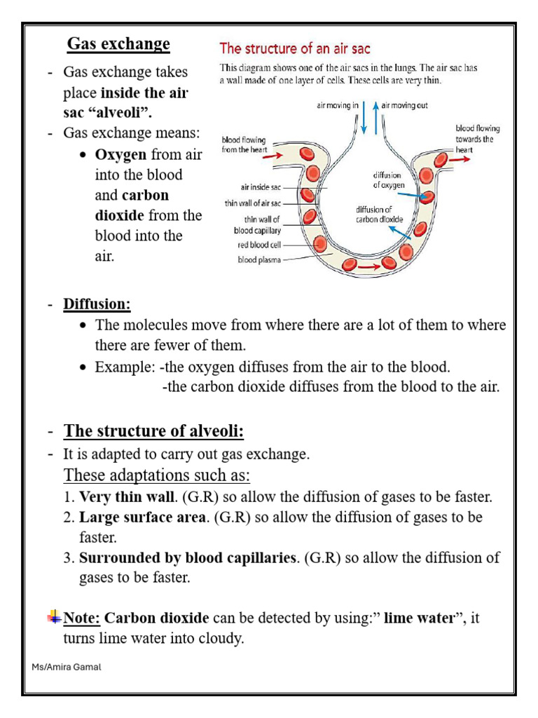Gas Exchange | PDF