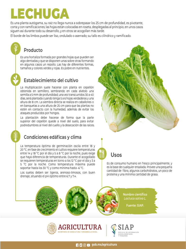 Lechuga | PDF