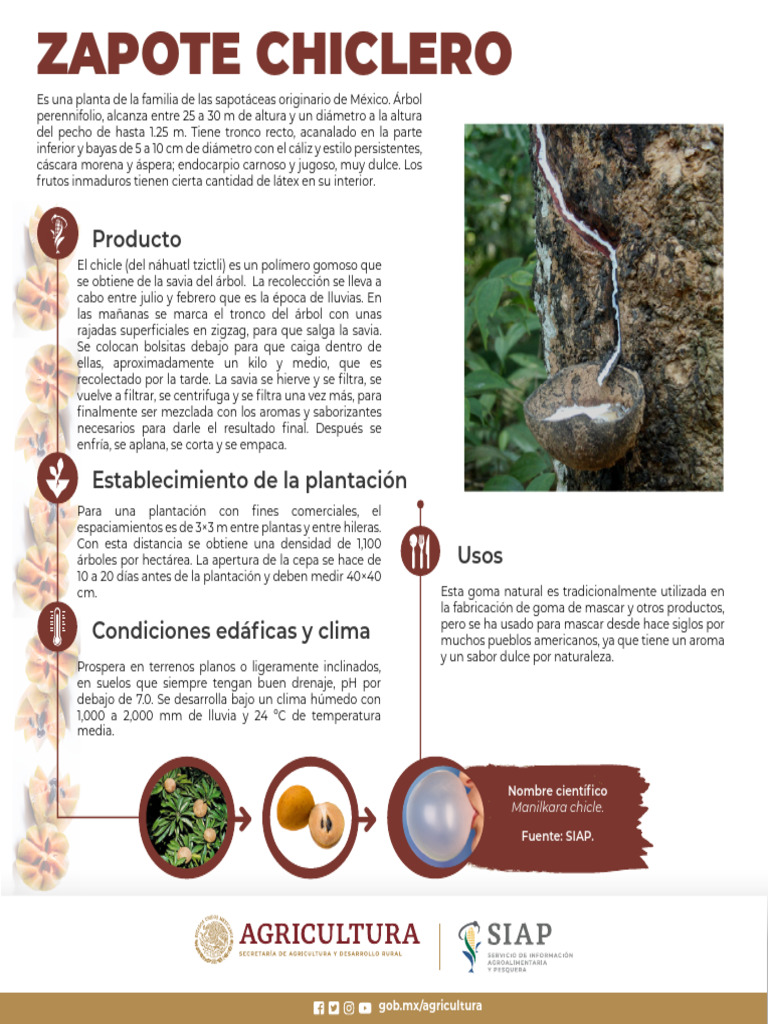 Zapote Chiclero | PDF