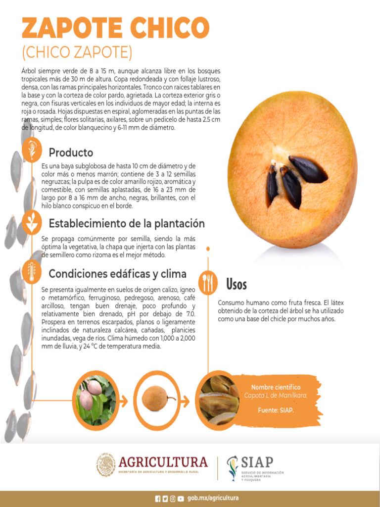 Zapote Chico | PDF