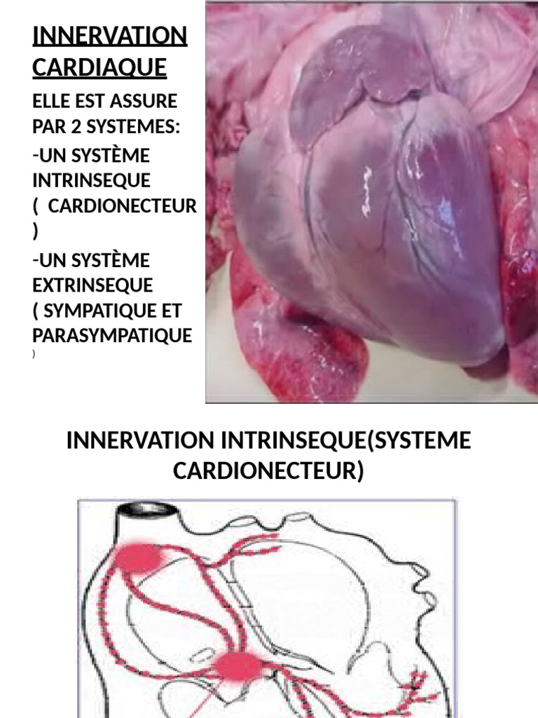 C2.Innervation Cardiaque | PDF