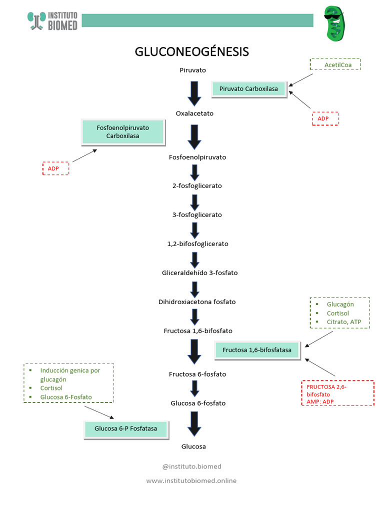 Regulación-Gluconeogenesis 231125 113245 | PDF