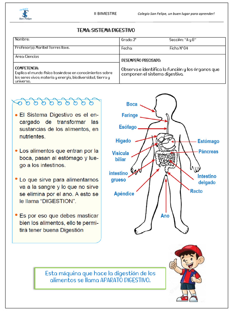 Fichas Semana 6 - Ciencias - Ii Bimestre - Sistema Digestivo | PDF