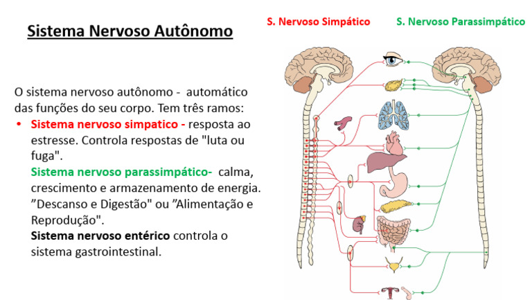 Sistema Simpatico e Parassimpatico | PDF Sistema Simpatico e Parassimpatico | PDF