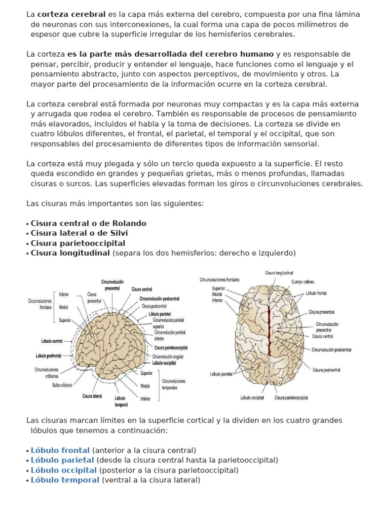 Corteza Cerebral | PDF