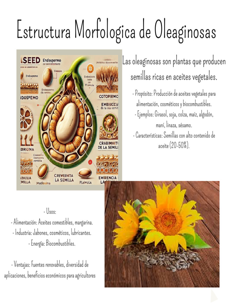 Infografia Oleaginosas | PDF