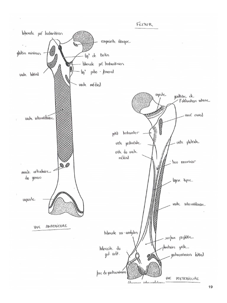 Schémas Diaphyse Fémorale | PDF