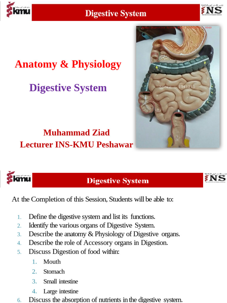U-10.. (Digestive System) | PDF