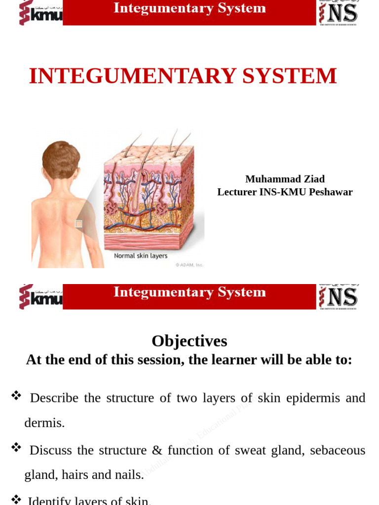 U-7.. (Integumentary System) | PDF