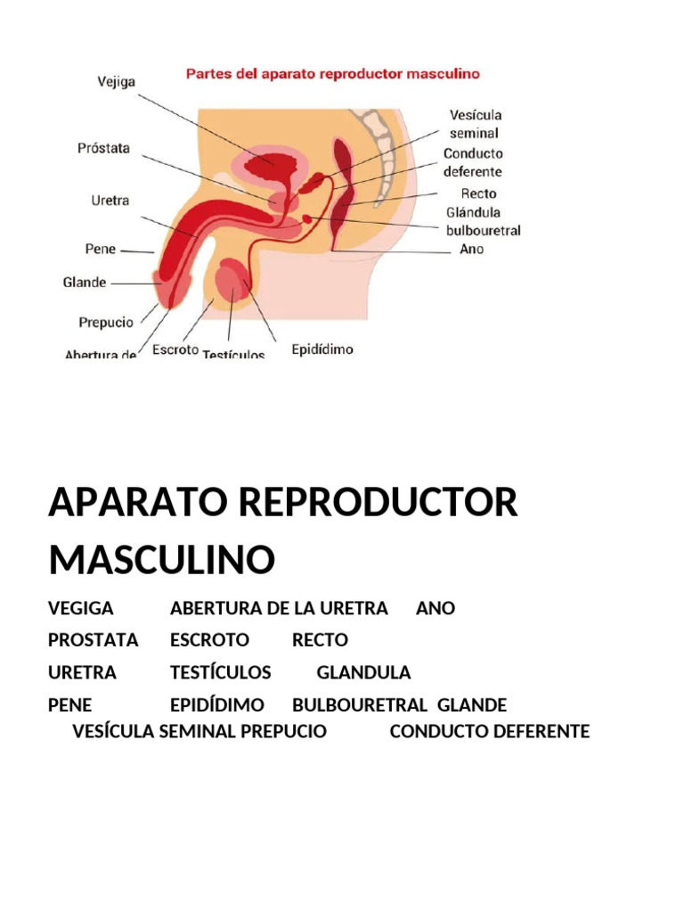 Aparato Reproductor Masculino | PDF