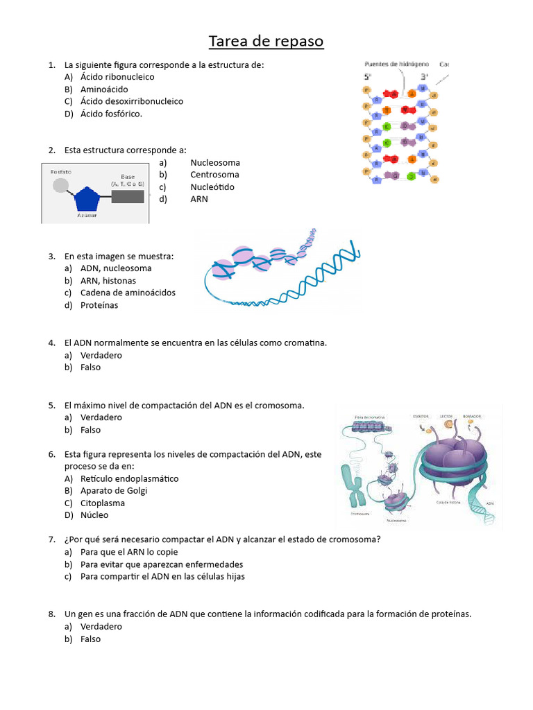 Actividad de ADN, ARN, Compactación | PDF | Ciencia y matemáticas