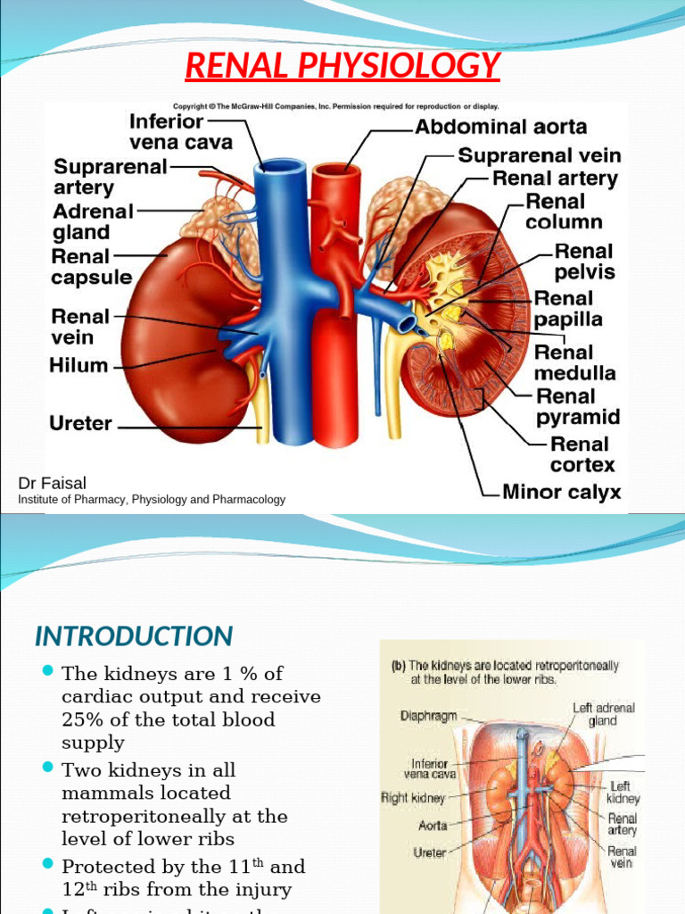 101-Renal Physiology | PDF