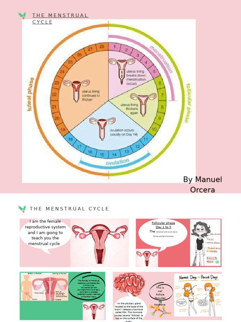 Menstrual cycle | PDF