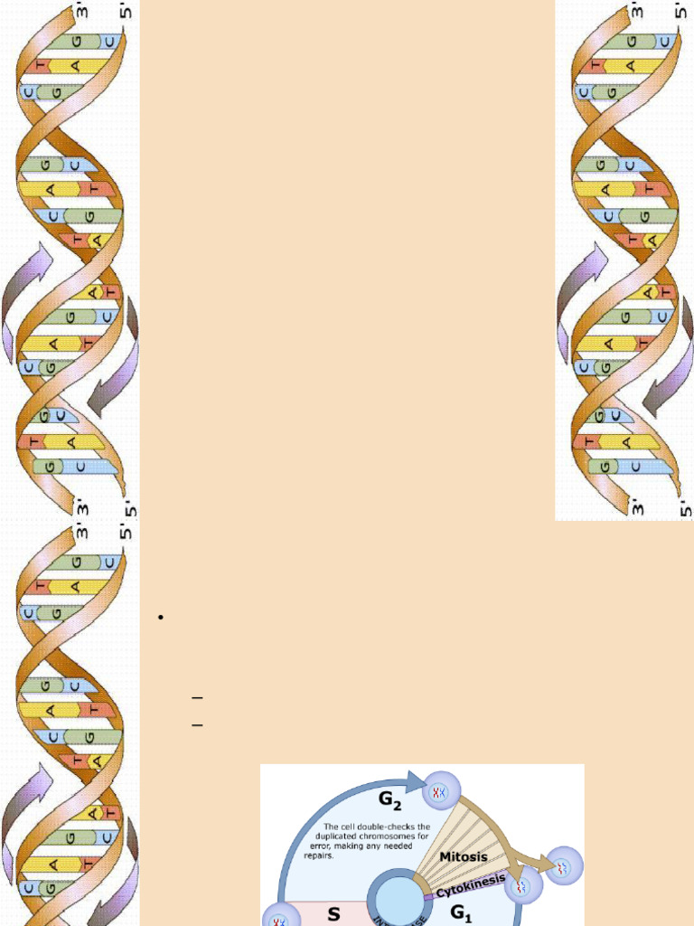 Lecture 6-0 DNA Replication | PDF | Dna Replication | Science & Mathematics
