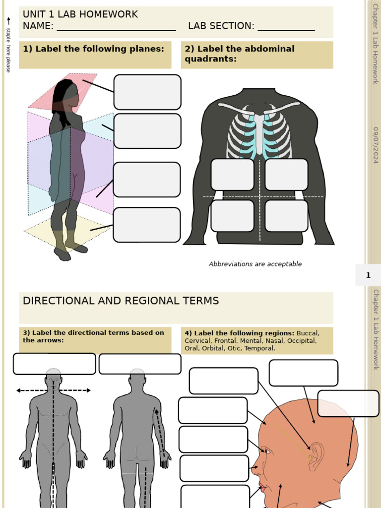 Chapter 1 Lab Homework | PDF | Anatomical Terms Of Location | Abdomen