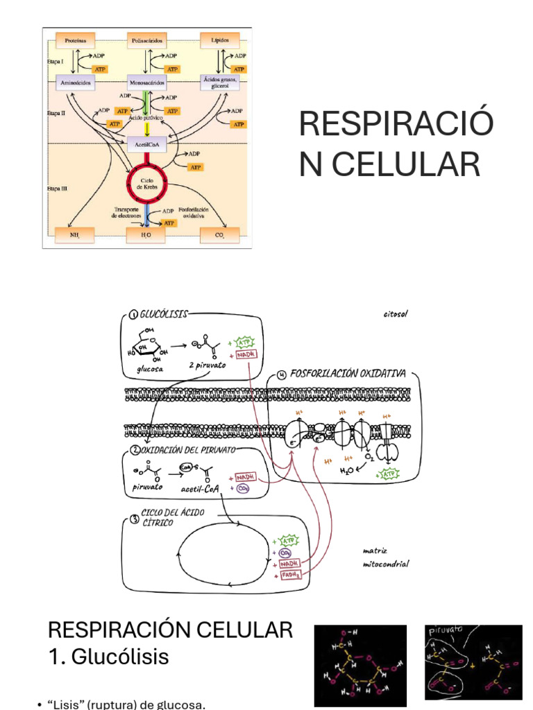 Respiración Celular | PDF