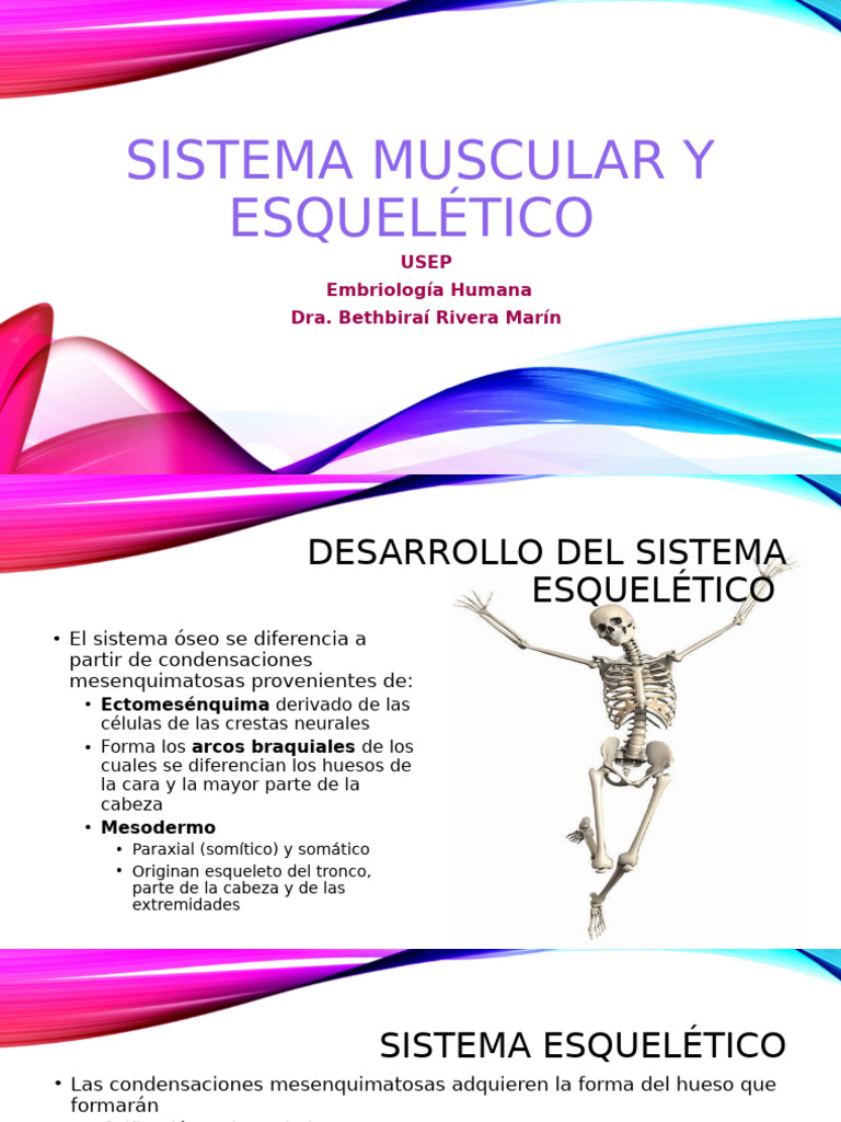 Sistema Muscular y Esquelético - PPTM | PDF