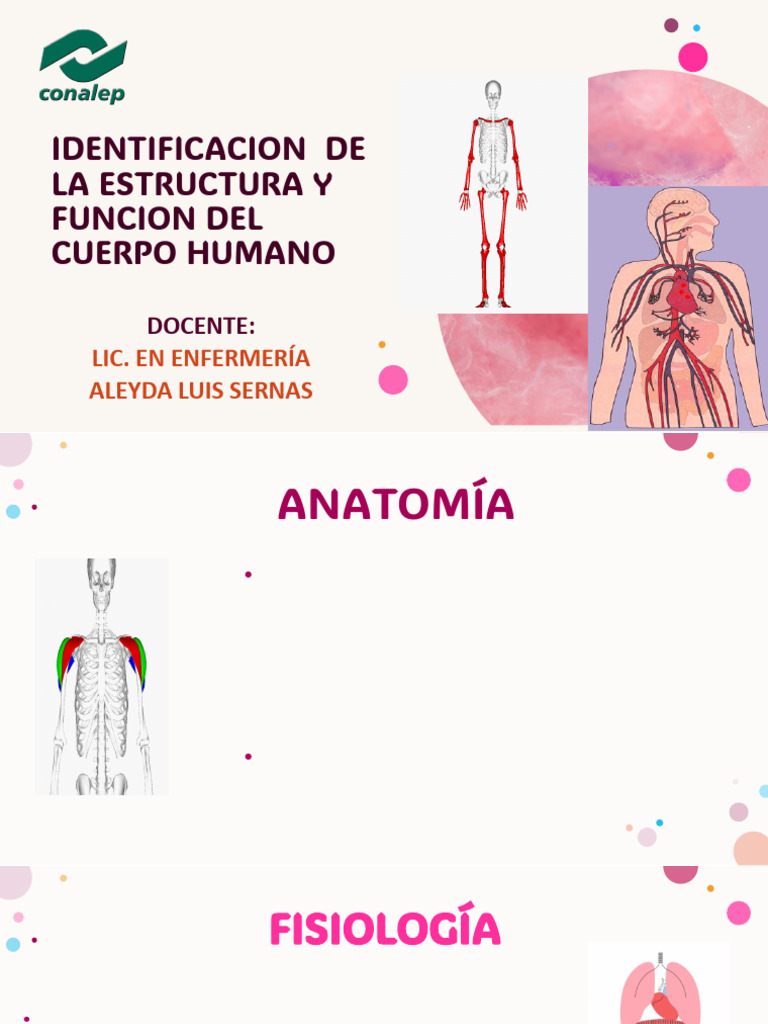 Estructura y Función del Cuerpo Humano | PDF | Fisiología | Biología
