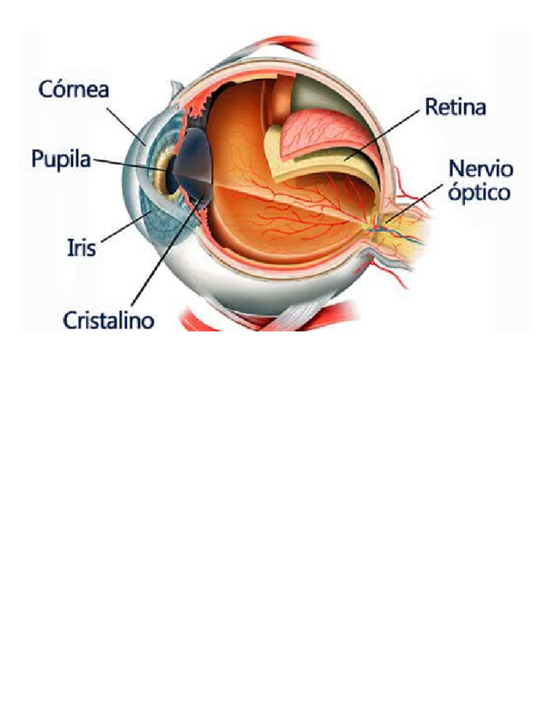 Partes Del Ojo | PDF