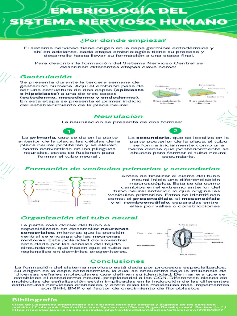 Infografía Embriología SNC | PDF
