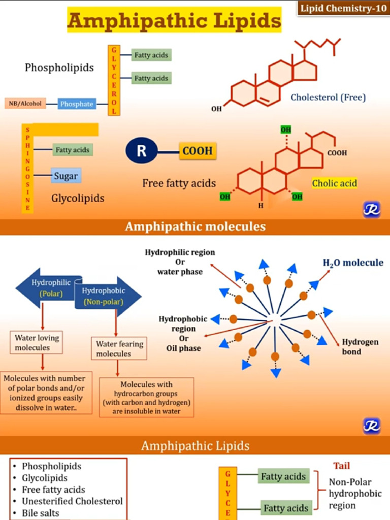 Amphipathic Lipids | PDF