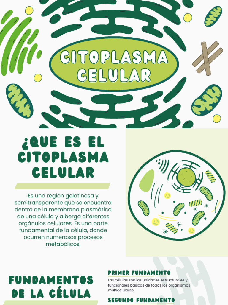 Citoplasma Celular y Núcleo Celular | PDF