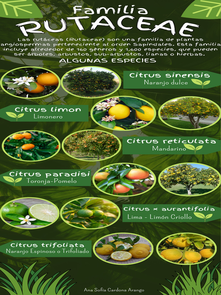 Familia Rutaceae | PDF