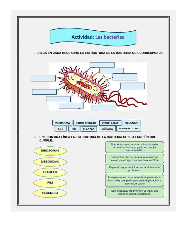 Ejercicios Bacterias | PDF