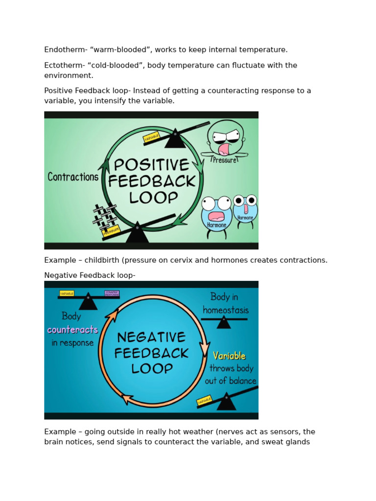 Negative+Positive Feedback Science | PDF