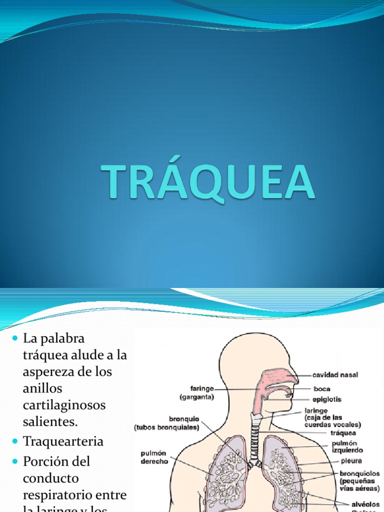 TRÁQUEA | PDF