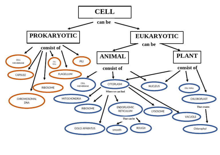 Concept Map Cell | PDF