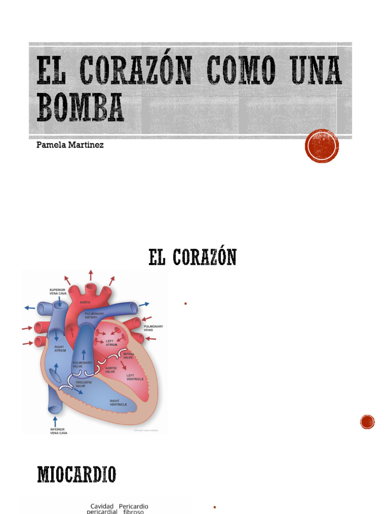 Estructura y función del corazón como bomba | PDF