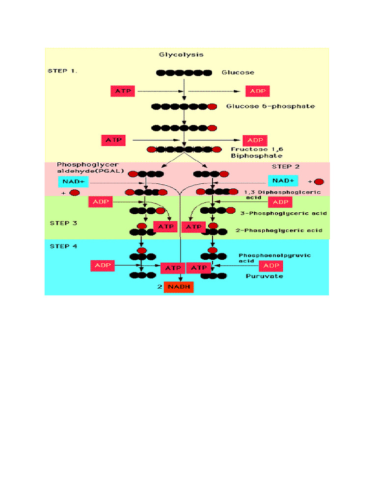 Glikolisis | PDF