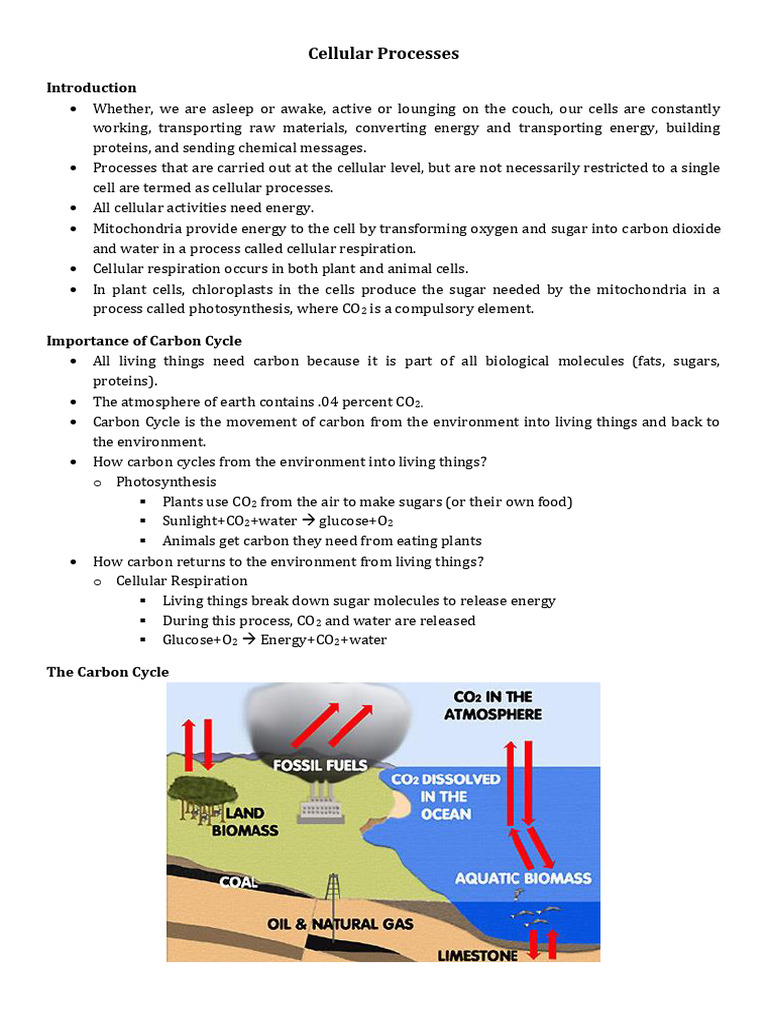 Lec 12 Cellular Processes | PDF