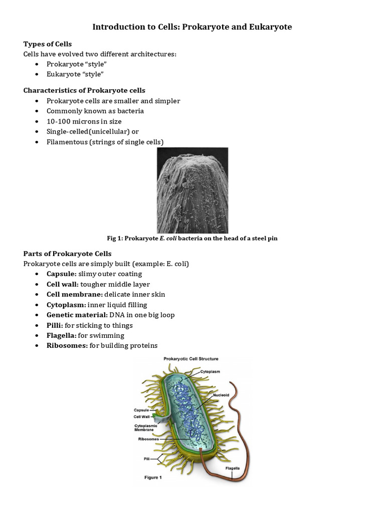 Lec 4 Prokaryote and Eukaryote Cells | PDF