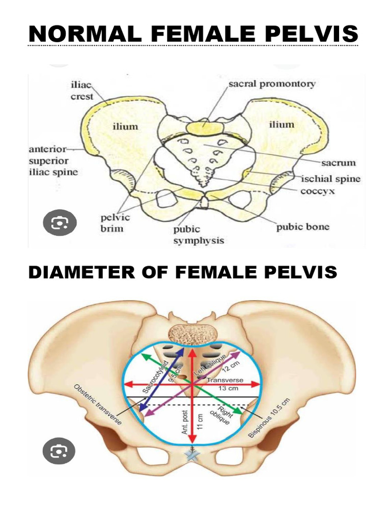 Normal Female Pelvis | PDF