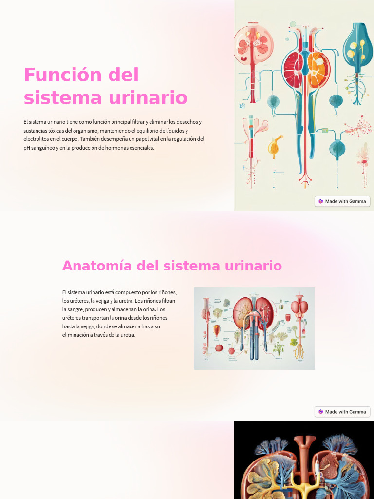 Funcion Del Sistema Urinario | PDF | Sistema urinario | Salud y bienestar