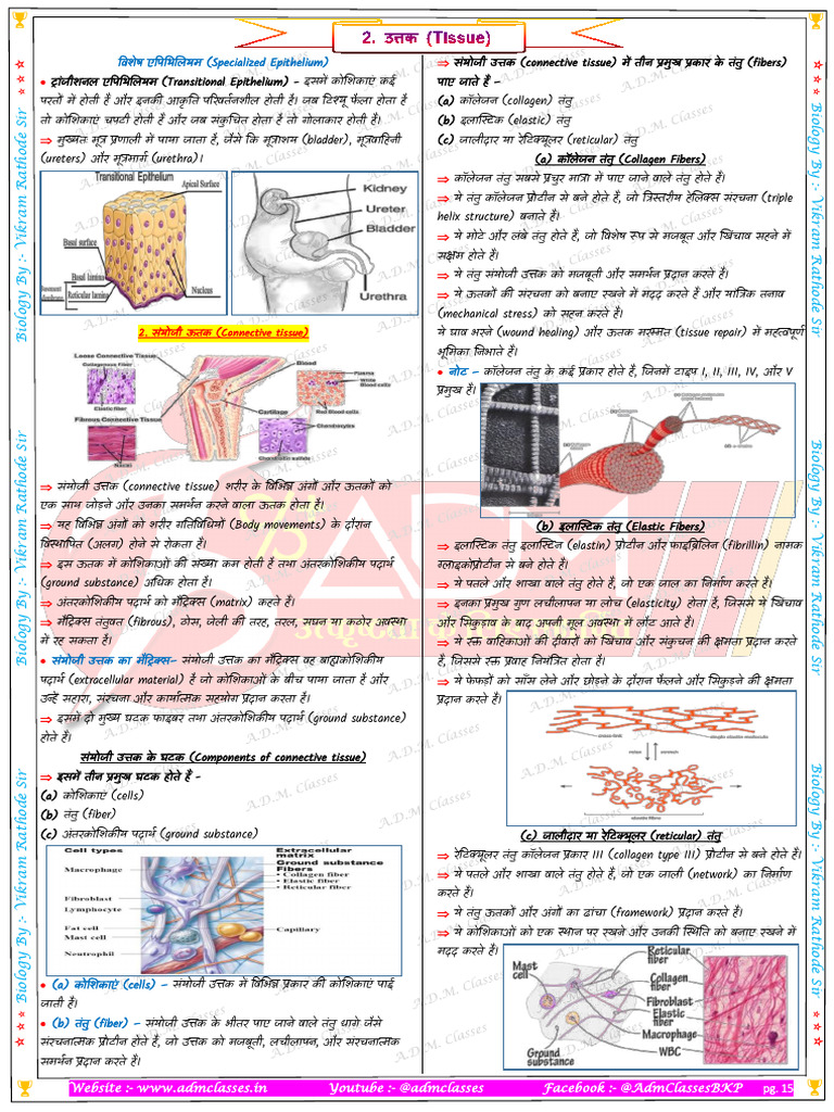 c9 Ch2 Tissue P 15-18-1 | PDF | White Blood Cell | Science & Mathematics