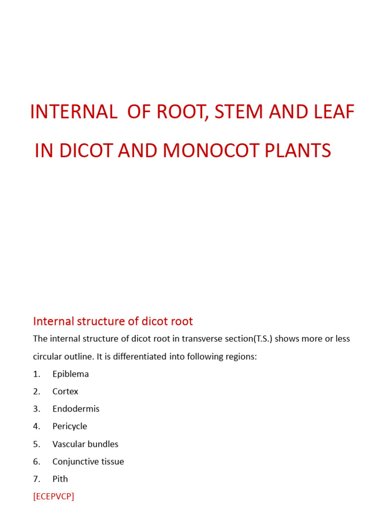 Internal Structure of Dicot Root | PDF