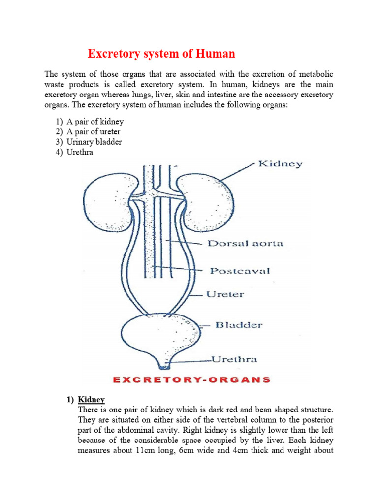 Excretory system 12 | PDF