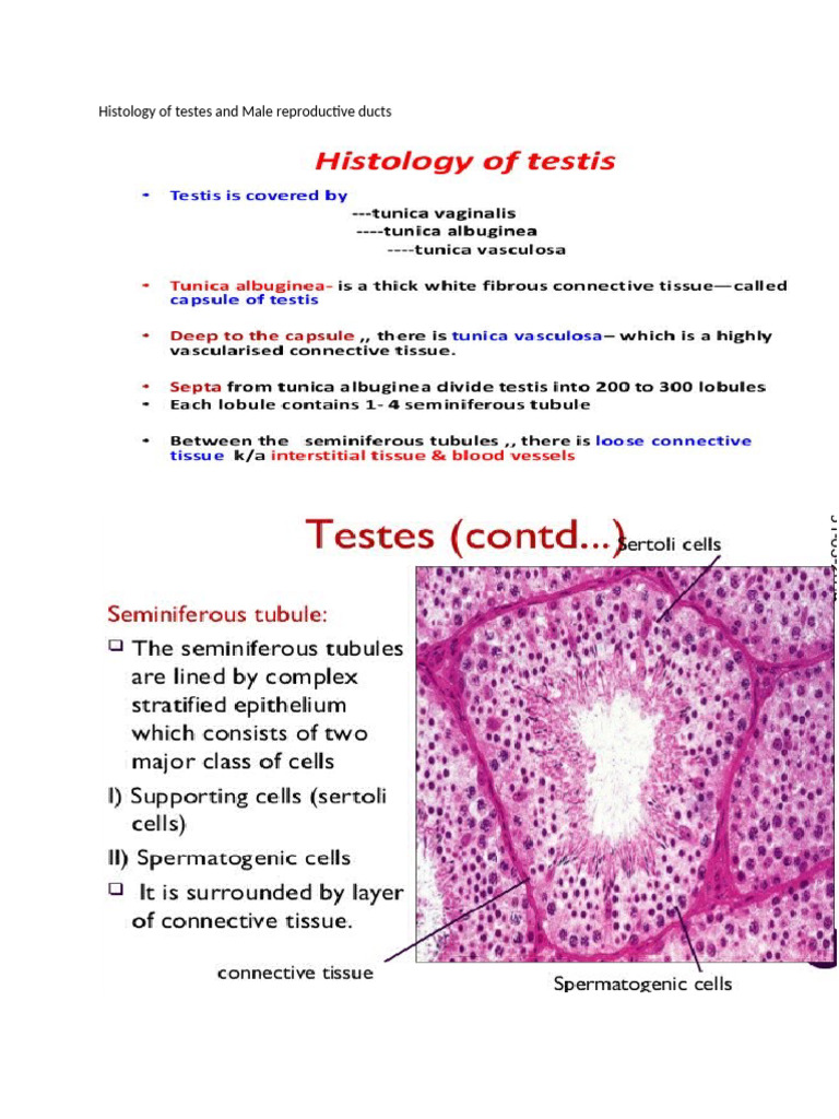 Histology of Testes and Male Reproductive Ducts | PDF