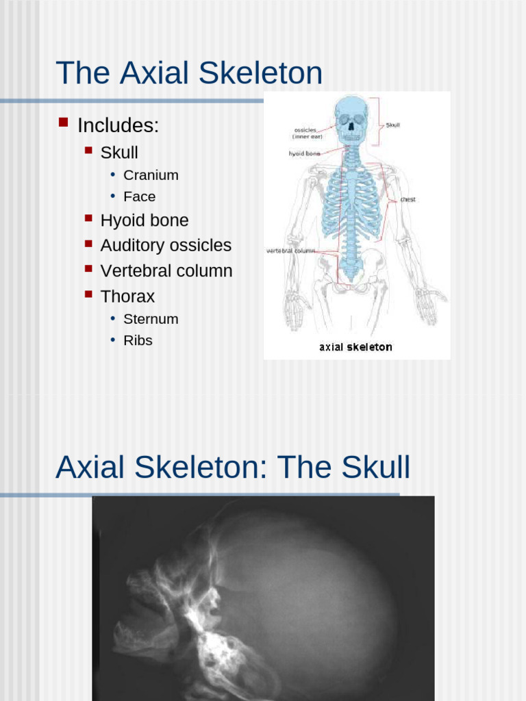 Axial Skeleton | PDF