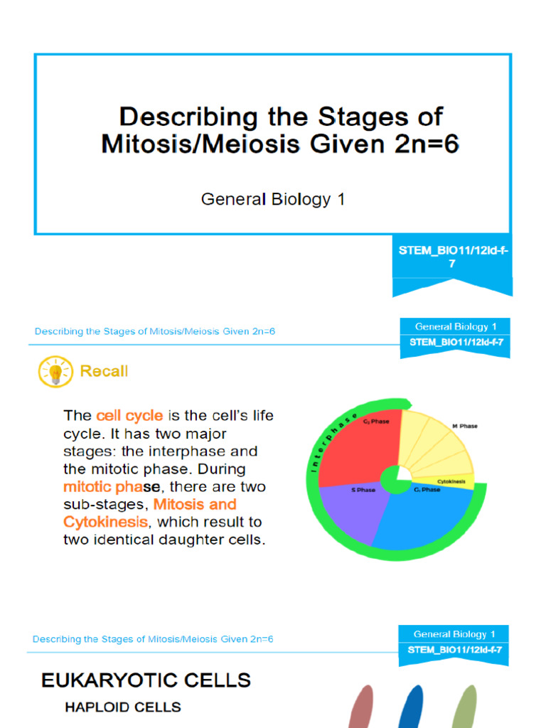 Lesson 7. Stages of Mitosis and Meiosis | PDF