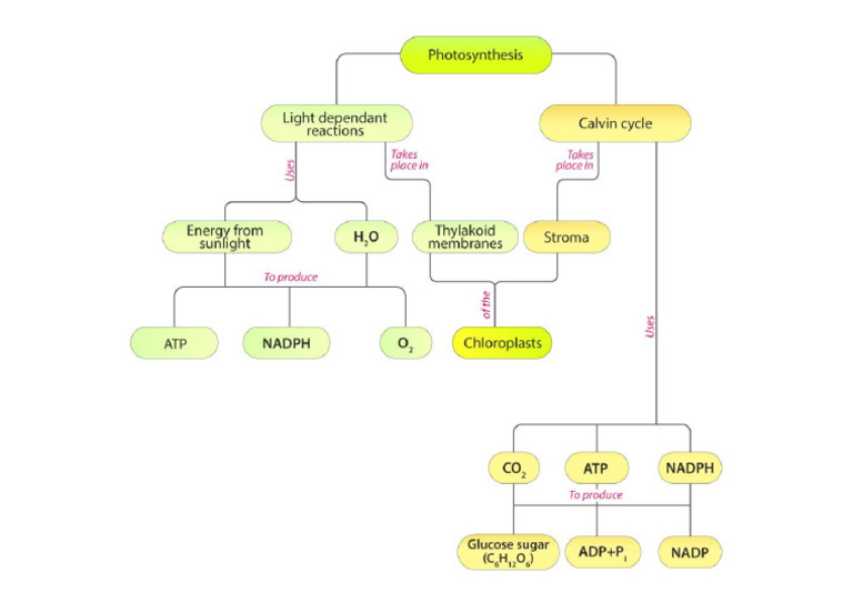 Photosynthesis Concept Map | PDF