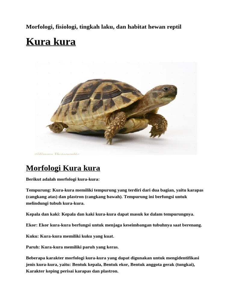 Kura Kura Reptil | PDF